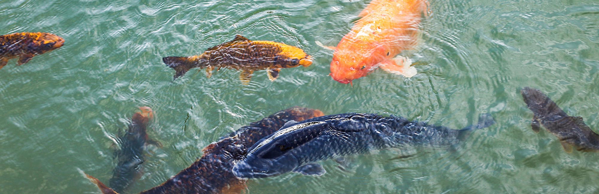 Visit | Bianchi Winery Paso Robles